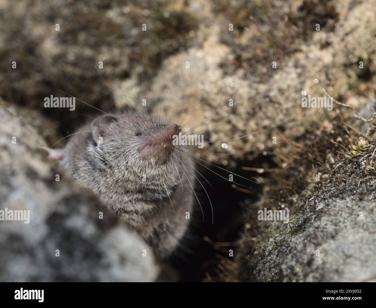 A house shrew sits sniffing between stones Stock Photo - Alamy