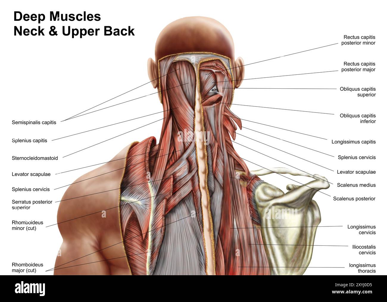 Back muscles anatomy hi-res stock photography and images - Alamy