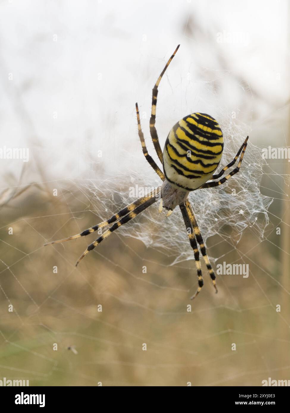 Spiders in ecosystems hi-res stock photography and images - Alamy