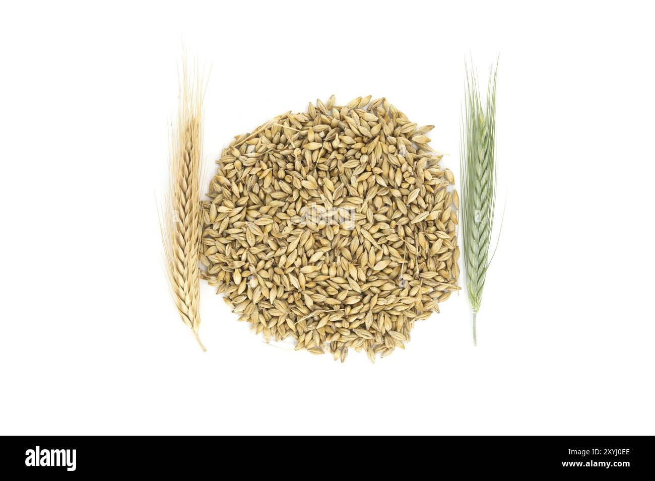 Barley seeds with the outer husk and barley ears isolated on white ...