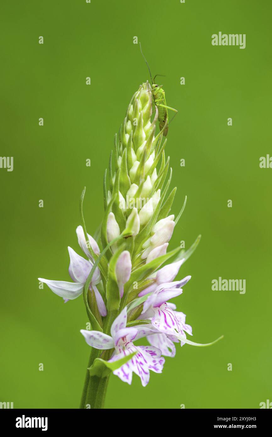 Common green capsid bugs hi-res stock photography and images - Alamy