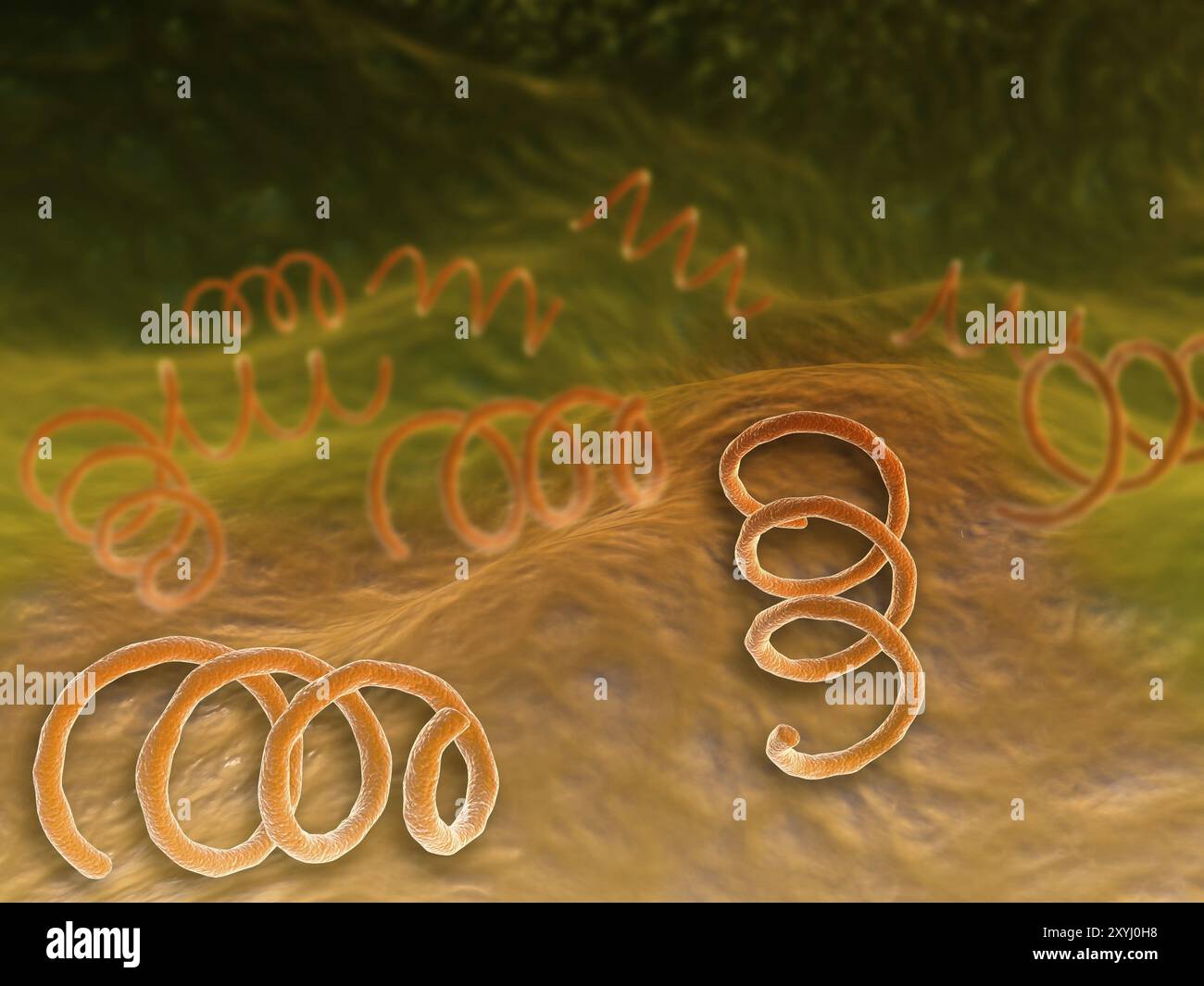 Detailed microscopic sections hi-res stock photography and images - Alamy