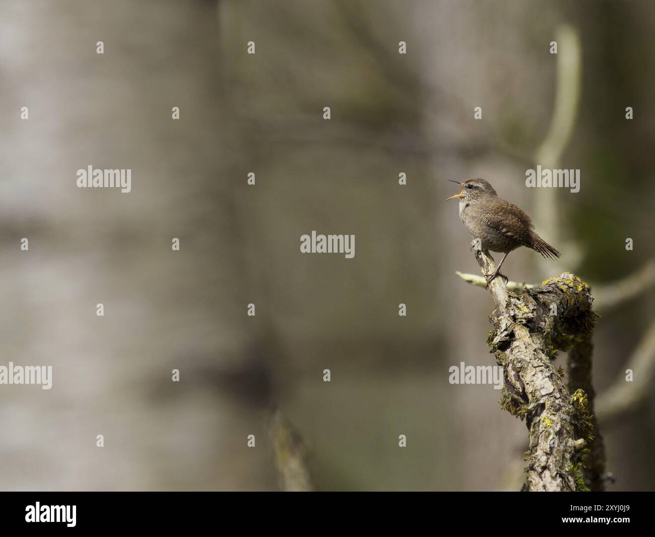 A wren sits on its call box while singing its territorial song Stock ...