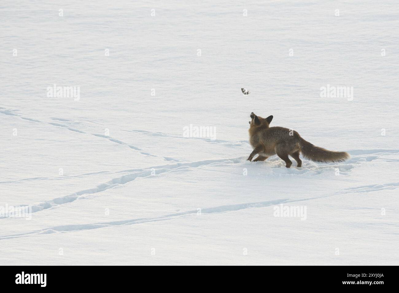 A red fox hurls a field mouse into the air Stock Photo - Alamy