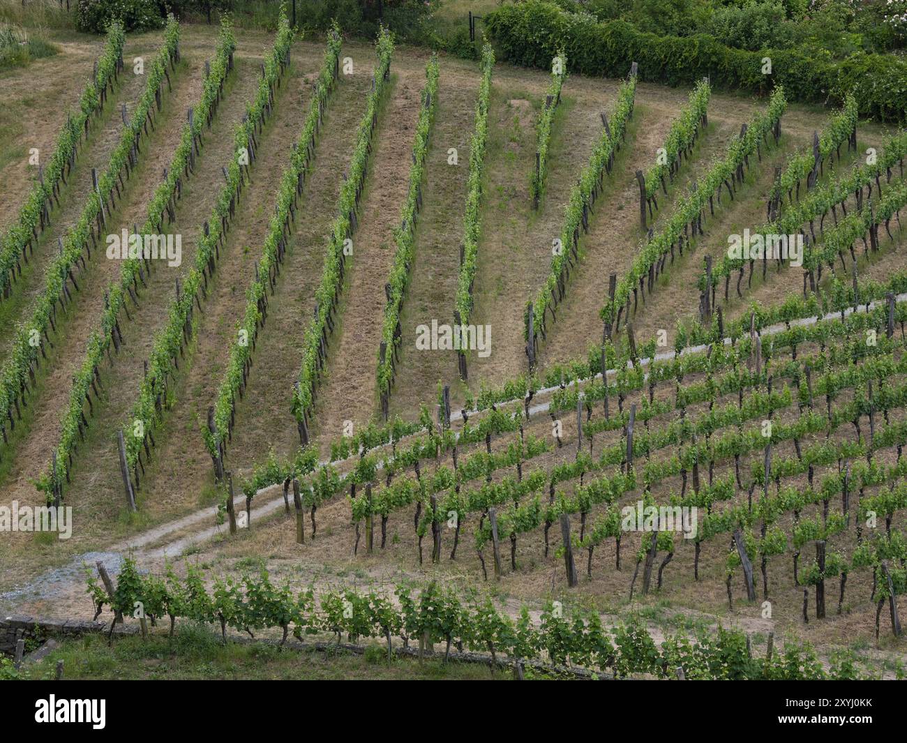 Rows vitis vinifera grapevines hi-res stock photography and images - Alamy