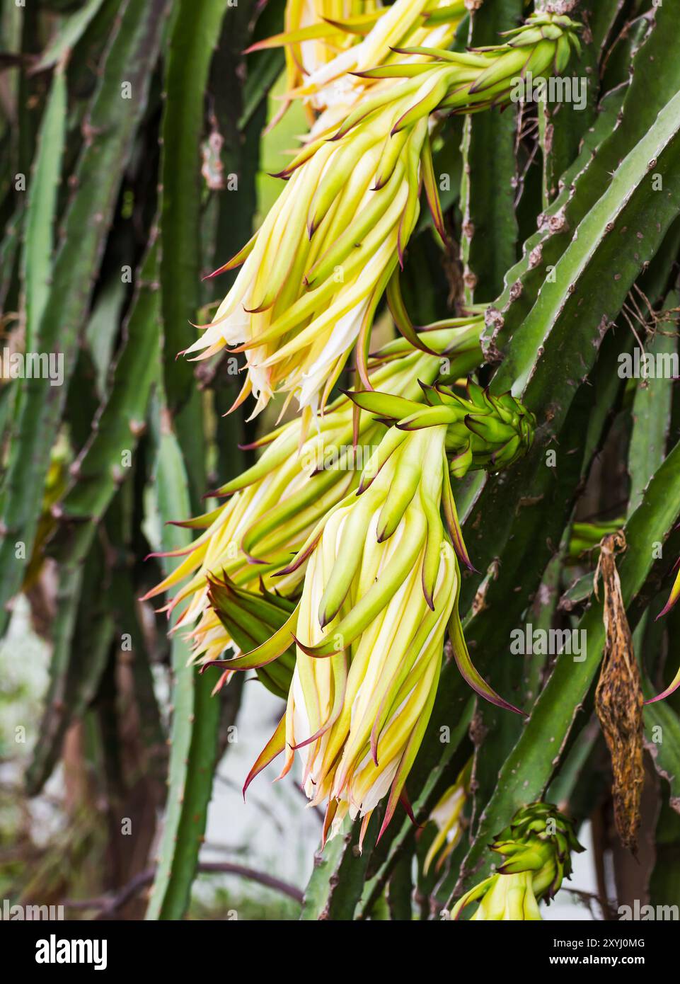 Dragon fruit flower bud on tree in the backyard gardens Stock Photo - Alamy