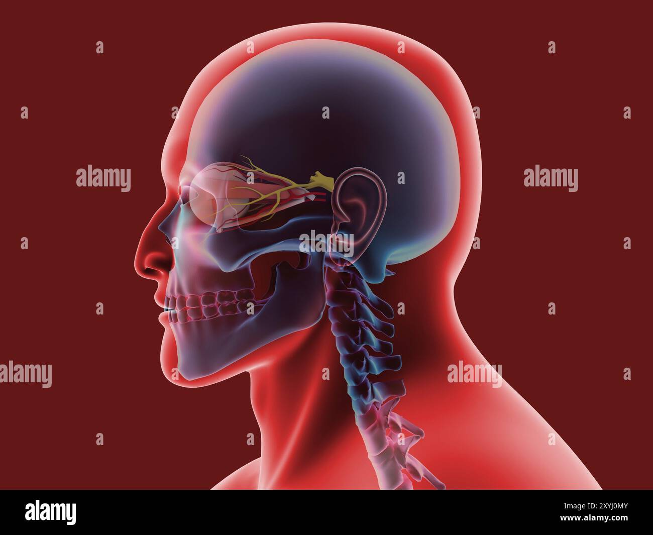 Detailed illustration human skull hi-res stock photography and images ...