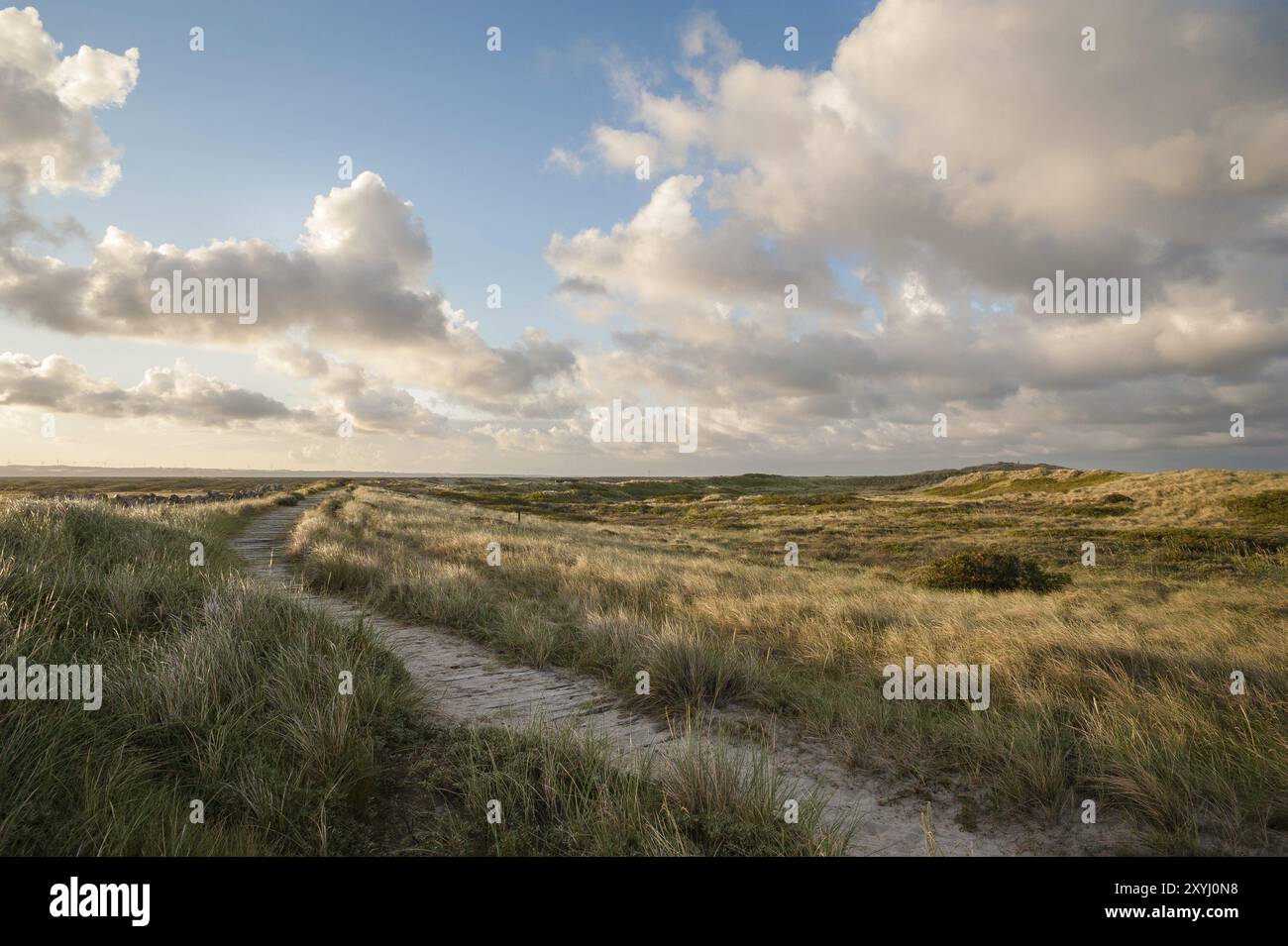 Coastal path through the dune area in Thy National Park in Denmark ...