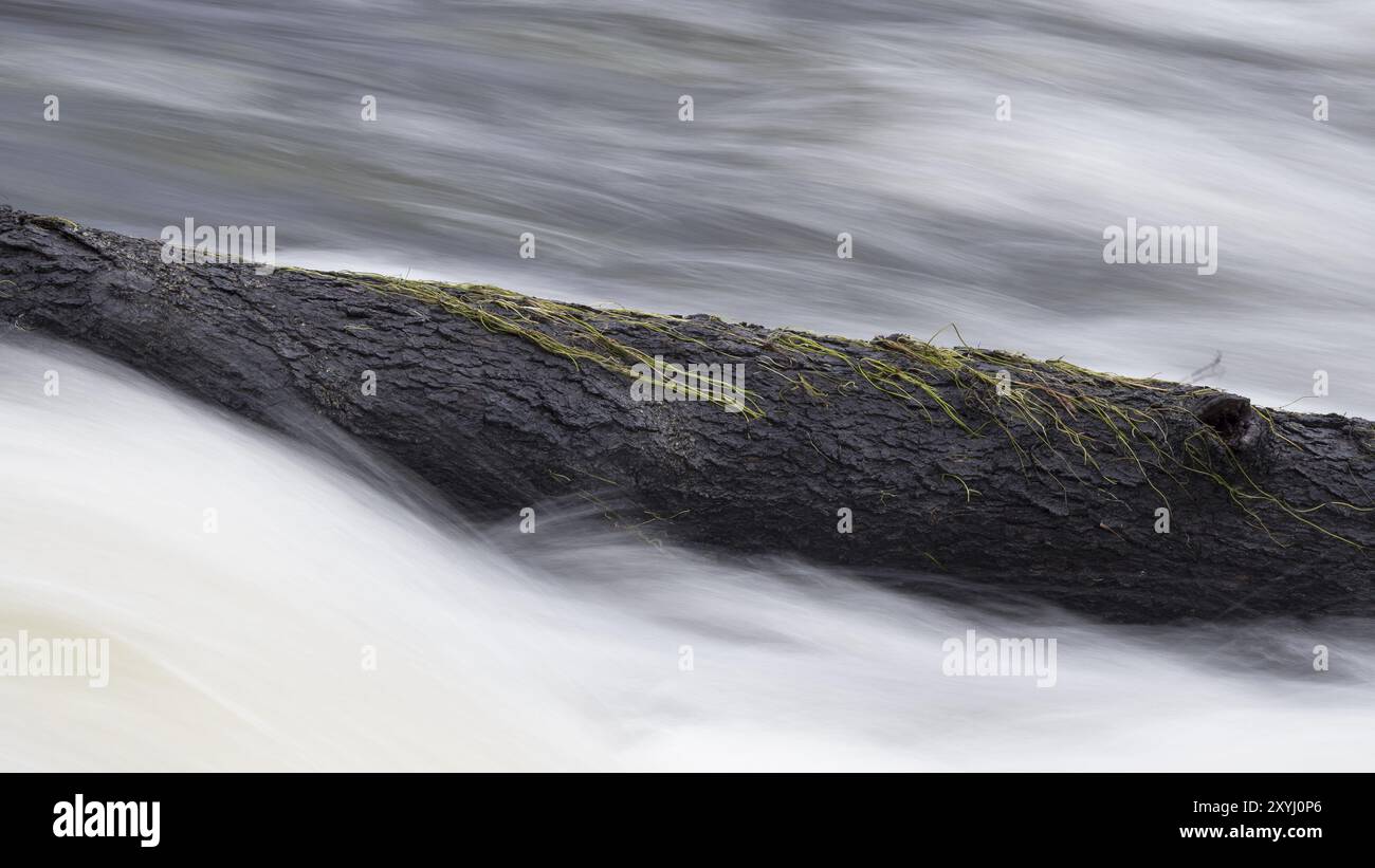 River water crowfoot lying on a tree trunk in the current of the Saxon ...