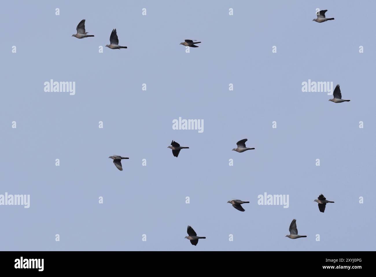 Wood pigeons hi-res stock photography and images - Alamy