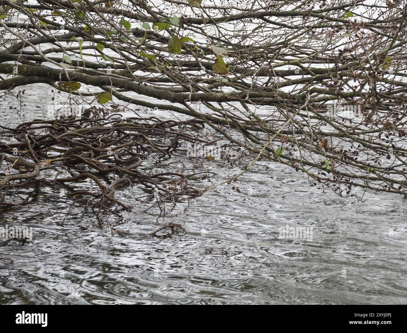 Roots of black alder on the shore of a lake Stock Photo - Alamy