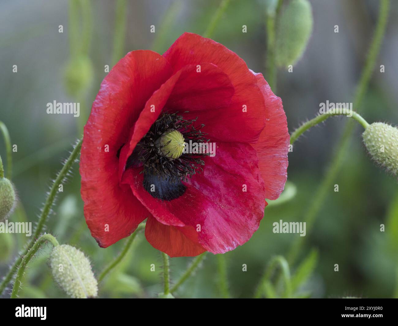 Budding flower sprouts hi-res stock photography and images - Alamy