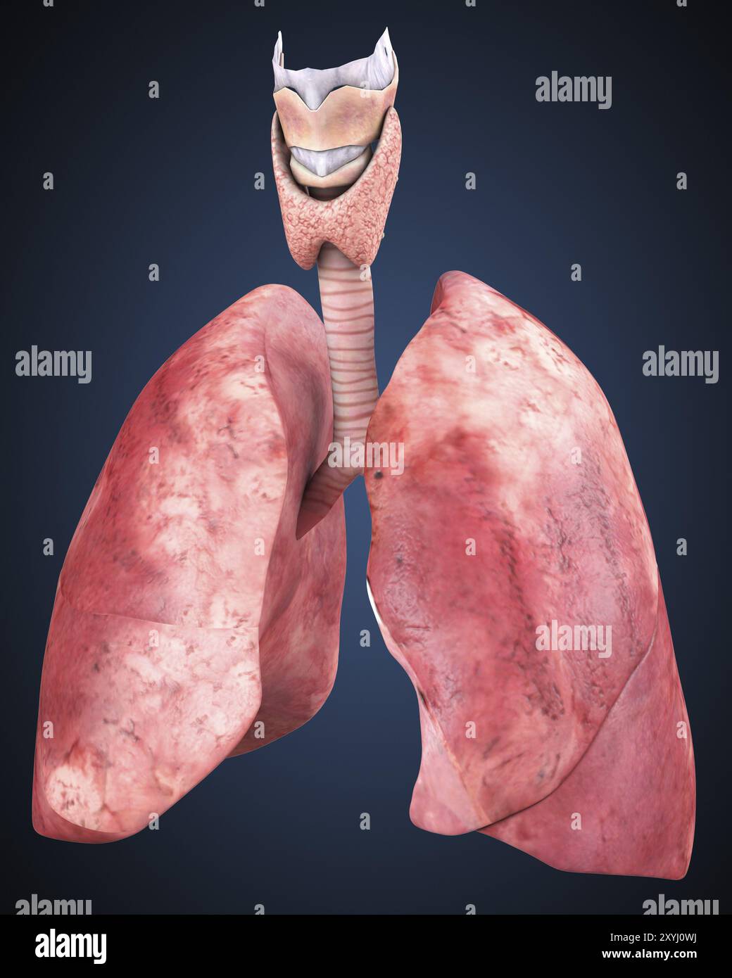 Human body diagrams hi-res stock photography and images - Alamy