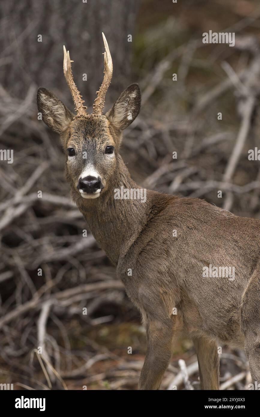 A roebuck stands in the forest and observes its surroundings Stock ...