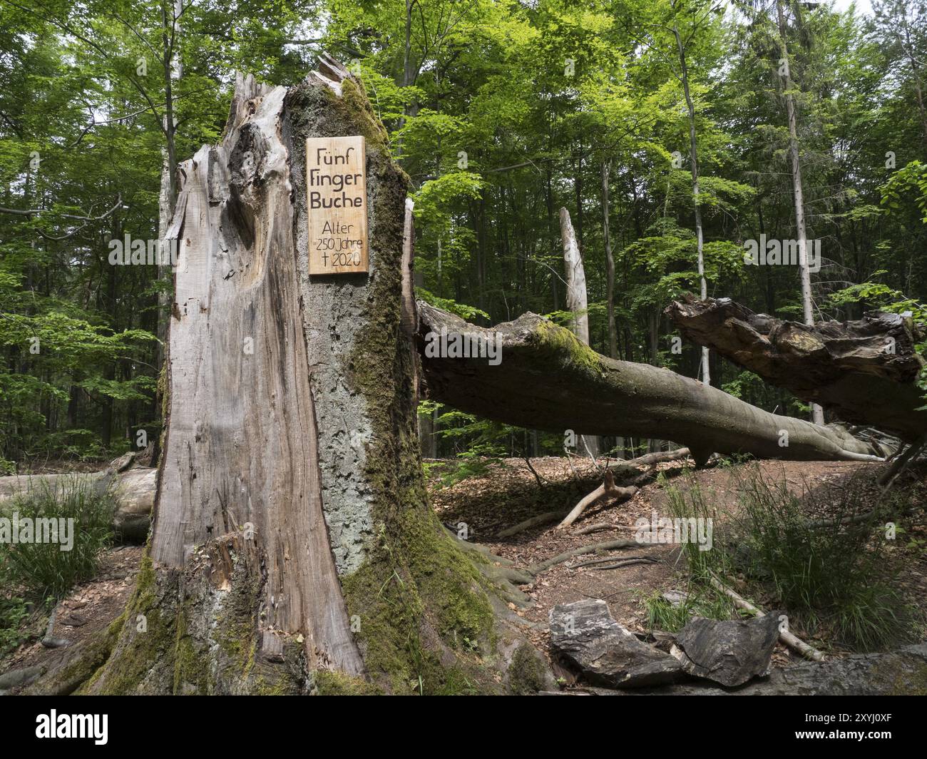 A storm caused the five-finger beech tree in Saxon Switzerland to ...