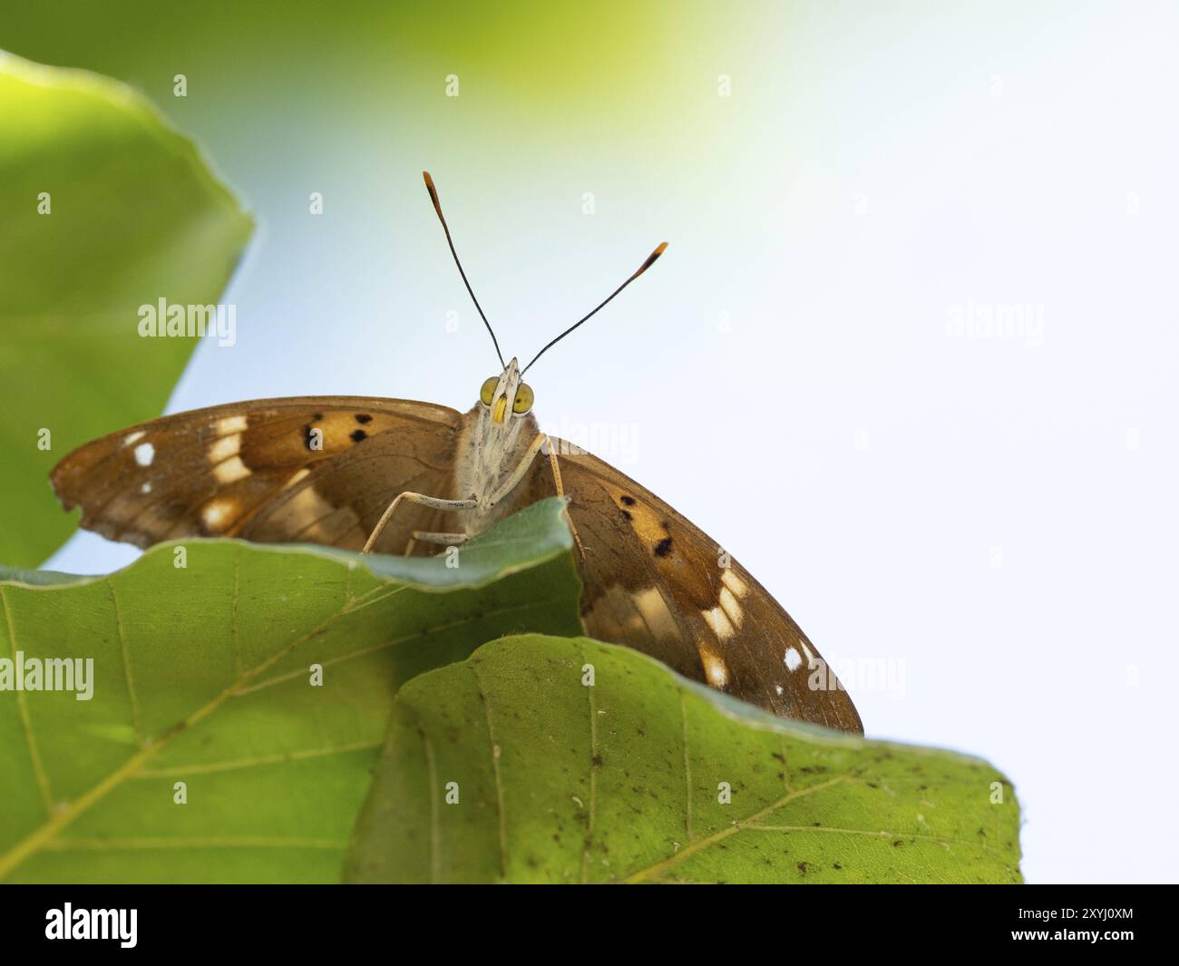 Emperor sitting hi-res stock photography and images - Alamy