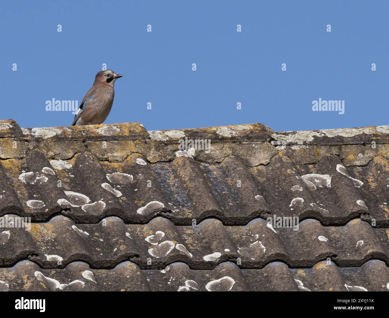 Jay on the roof hi-res stock photography and images - Alamy