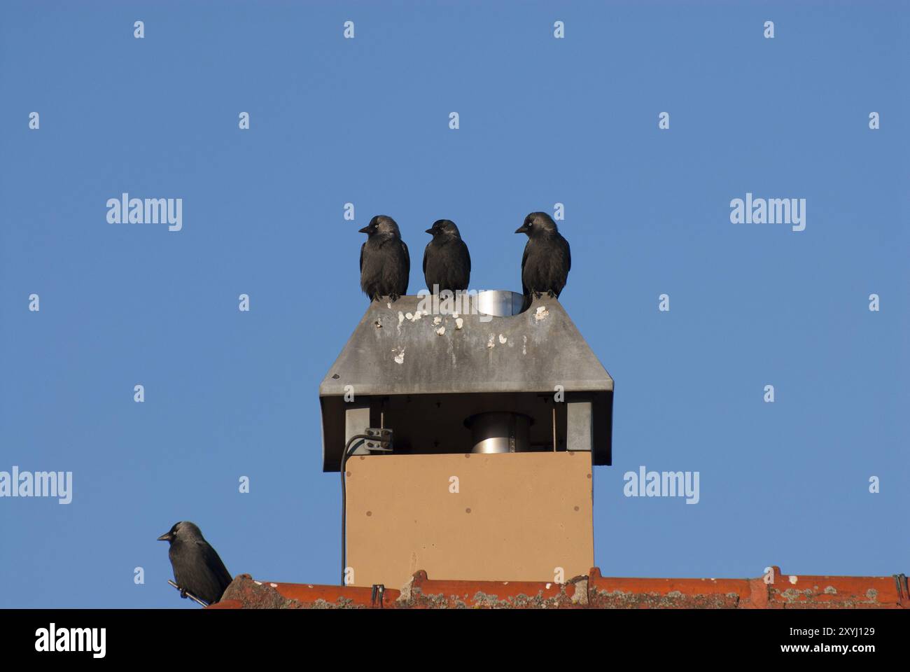 Three jackdaws sitting on a chimney, one on a lightning conductor of a ...
