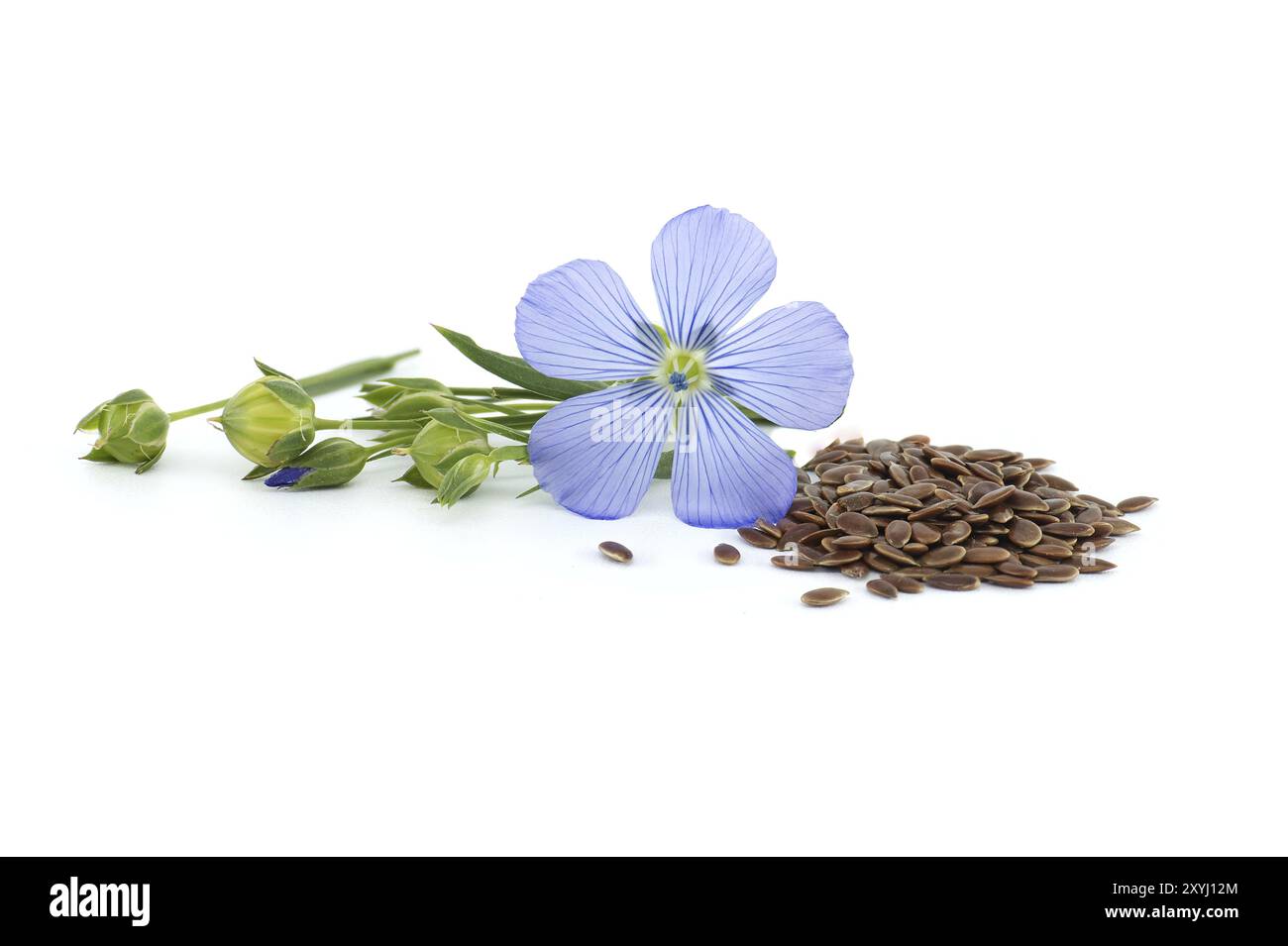 Blue flax blossom and heap of seeds in close up isolated on white ...