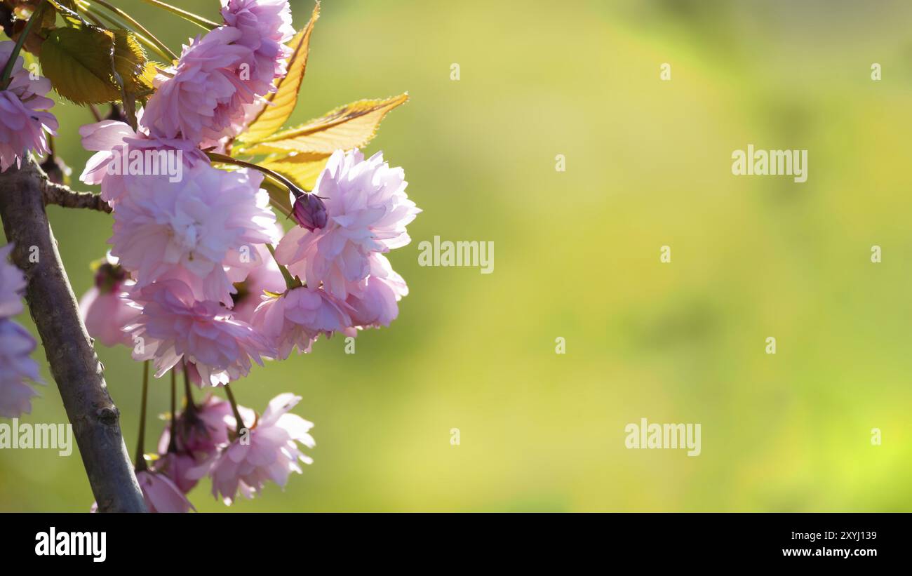Beautiful nature scene with blooming sakura tree and sun flare. Sunny ...