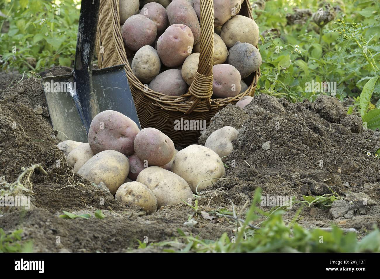 Freshly dug multi-colored potatoes spill out of a wicker basket next to ...