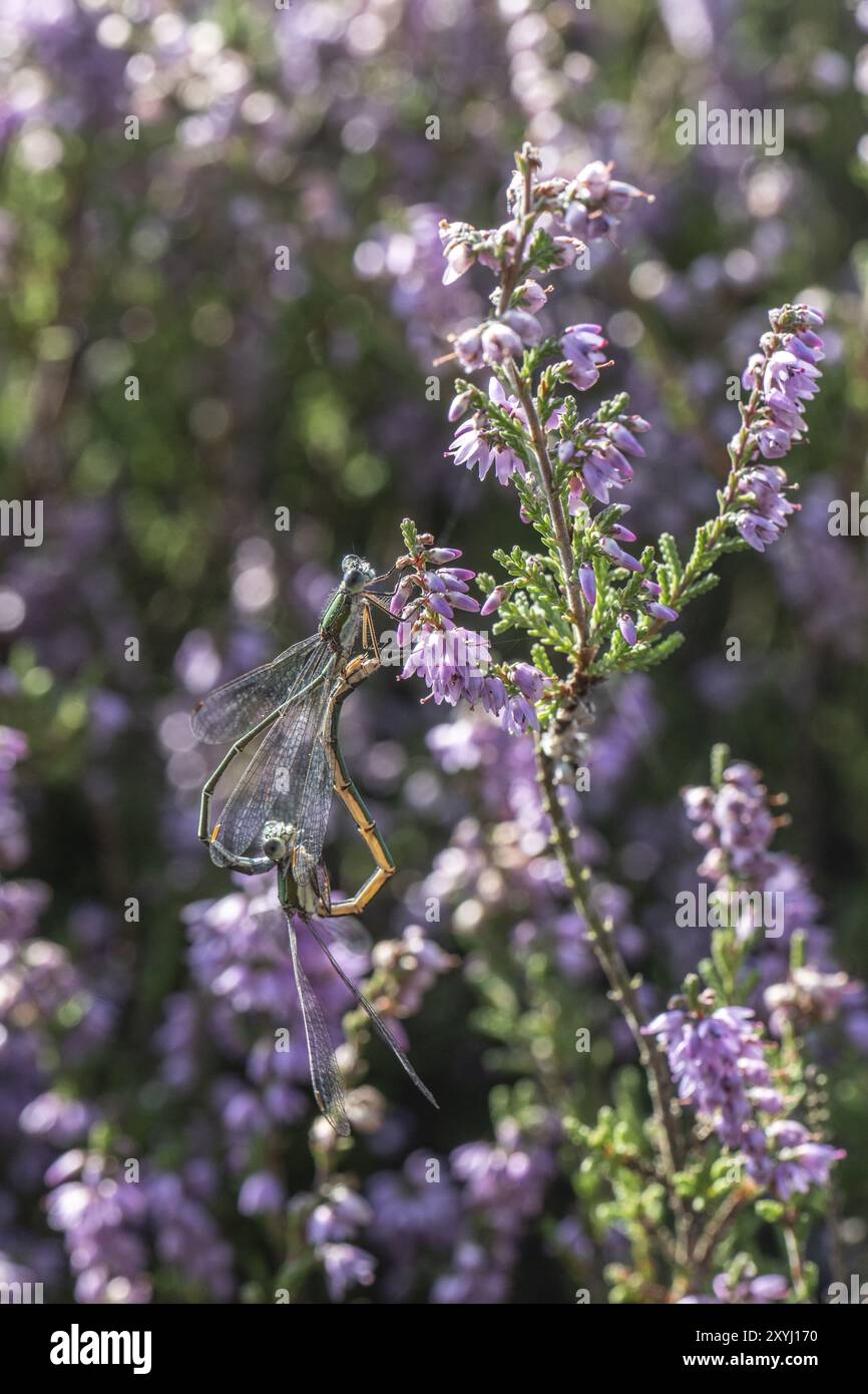 Emerald Damselfly (Lestes viridis), mating wheel, Emsland, Lower Saxony ...