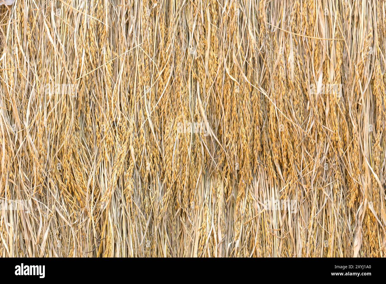 Dry paddy rice seeds mass product from Thailand Stock Photo - Alamy