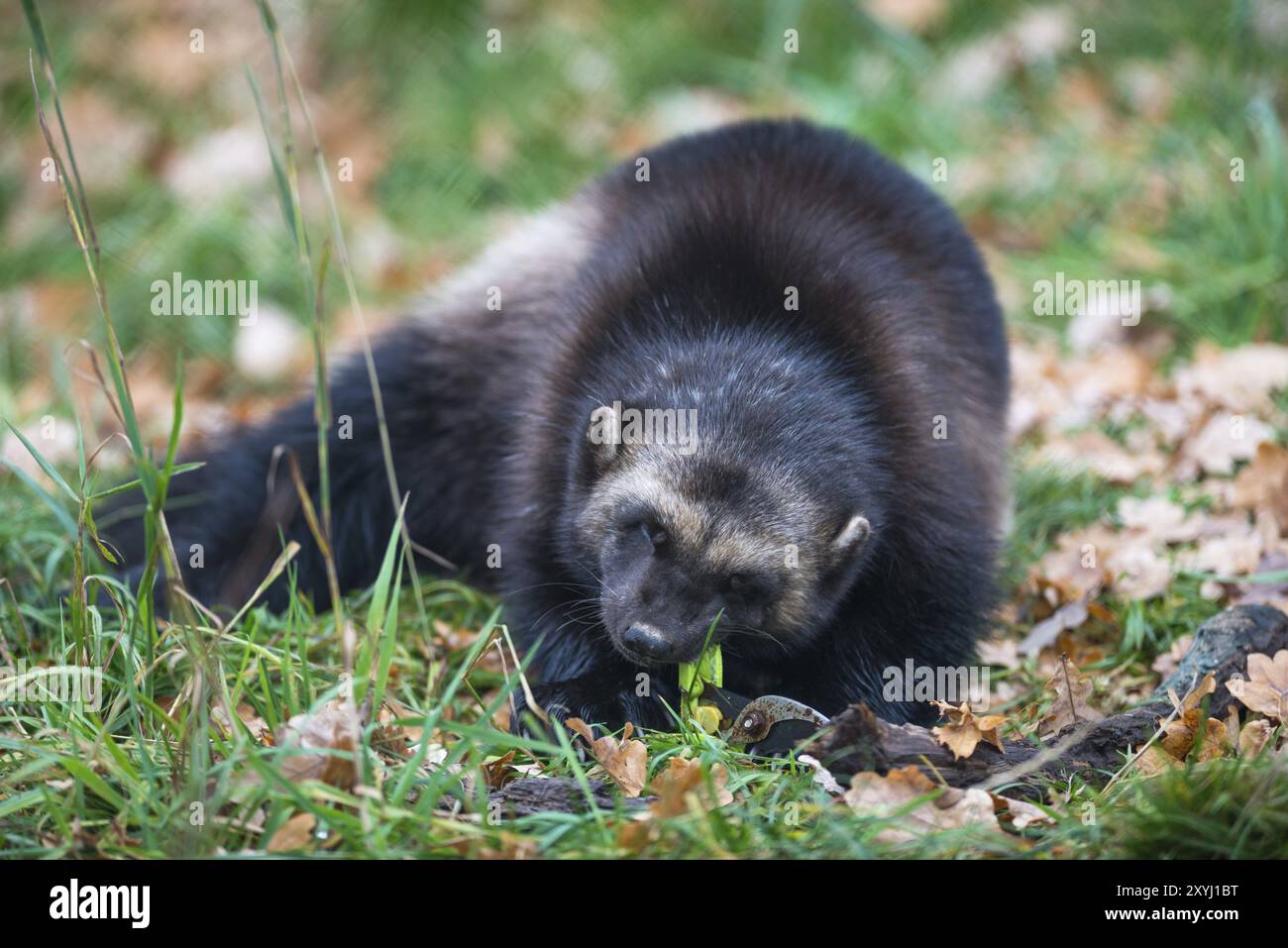 A wolverine bites a pair of secateurs Stock Photo - Alamy