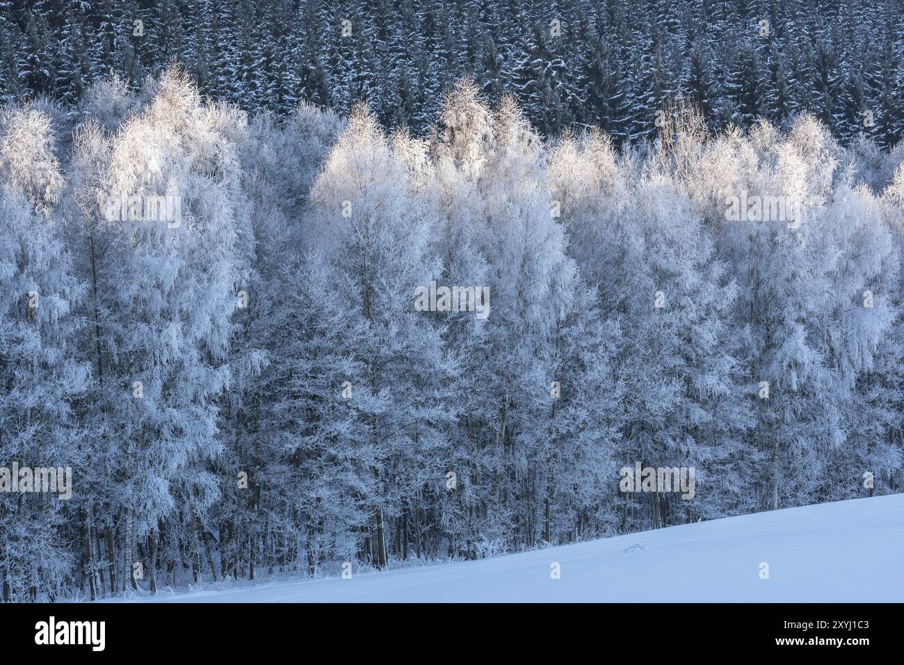 Green Belt on the border between Bavaria and Thuringia in Germany. The ...