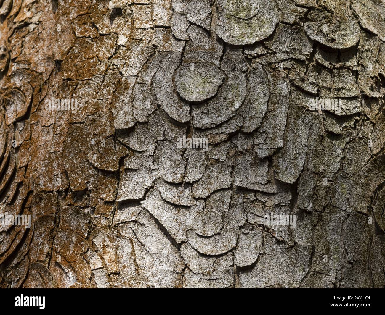 Sycamore tree bark patterns hi-res stock photography and images - Alamy