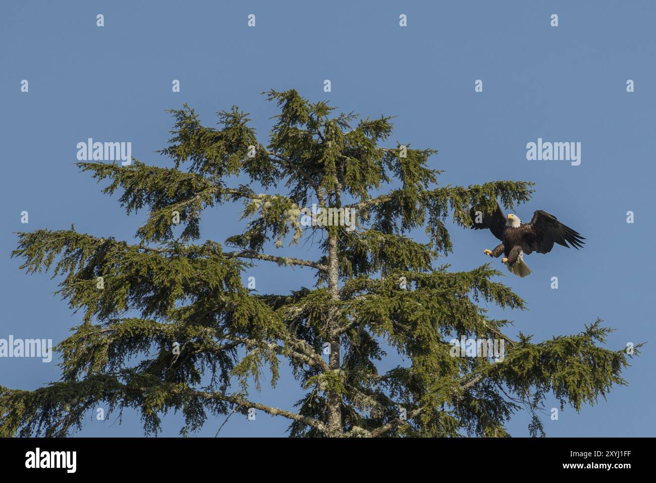 Landing of a bald eagle on a tree Stock Photo - Alamy