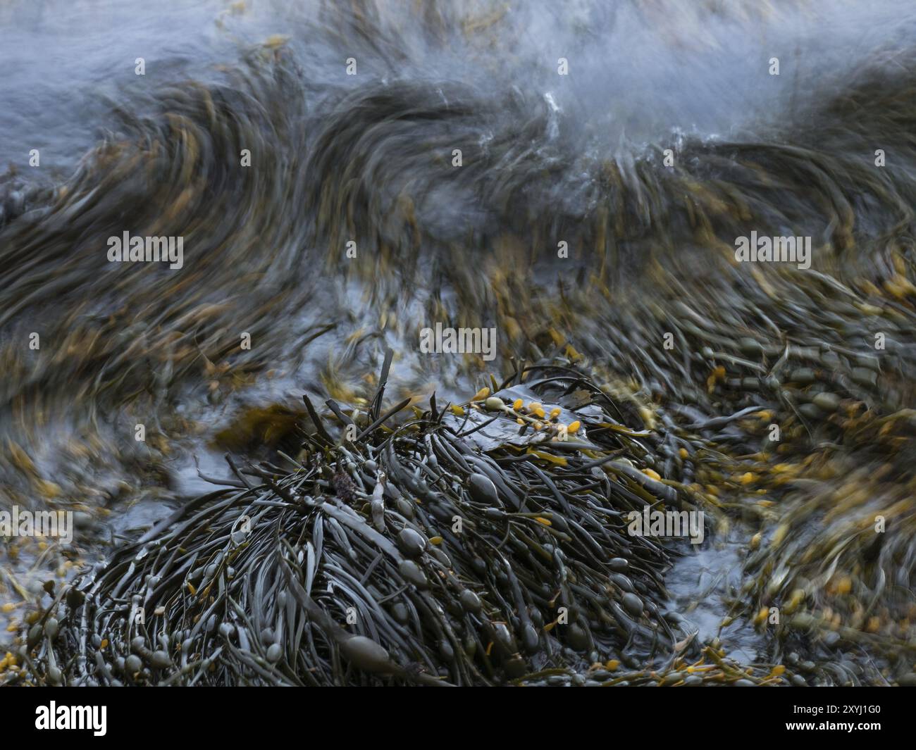Long exposure of brown algae on the Norwegian coast Stock Photo - Alamy