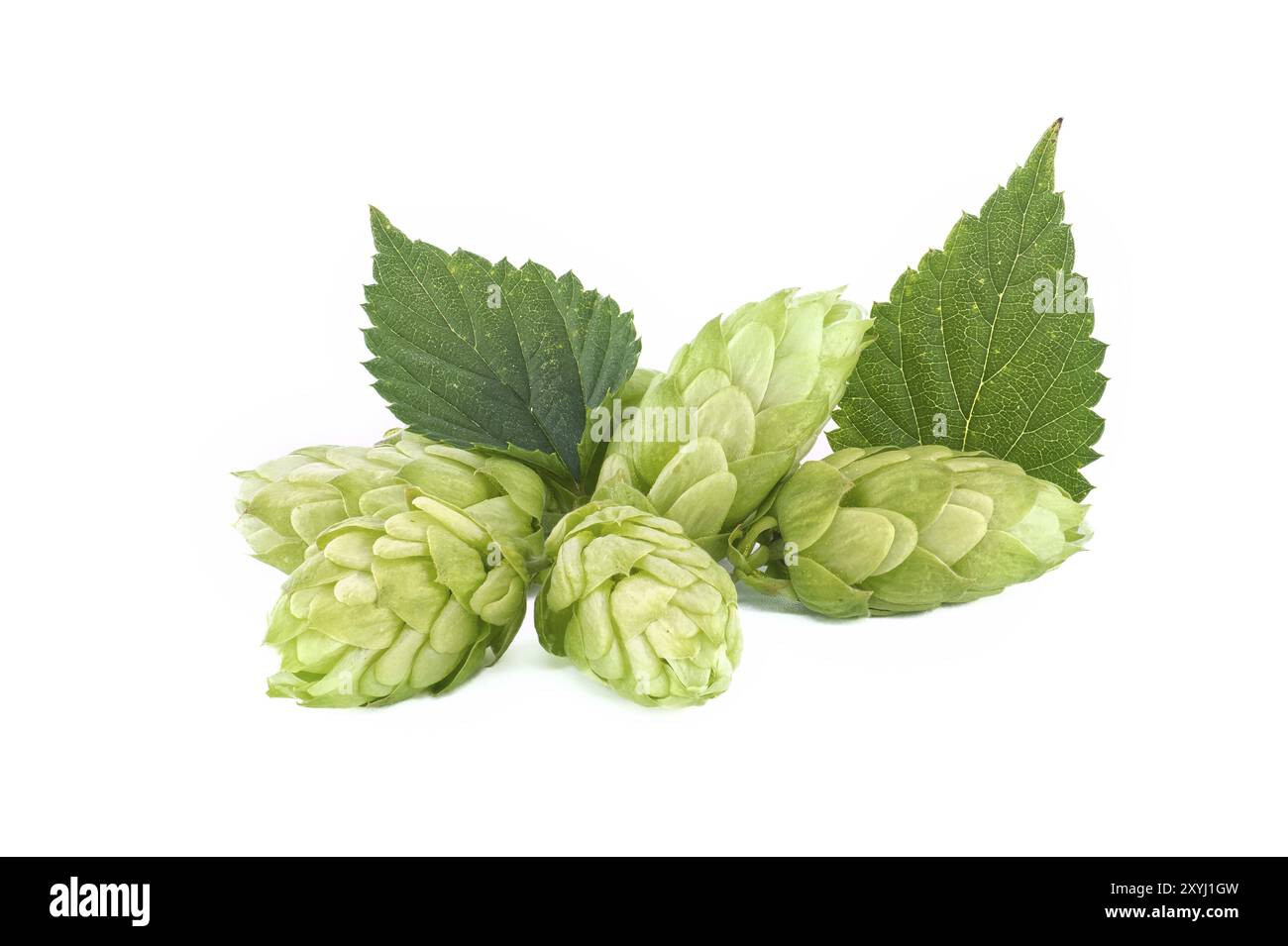 Fresh green hops cones in close up isolated on white background, full ...
