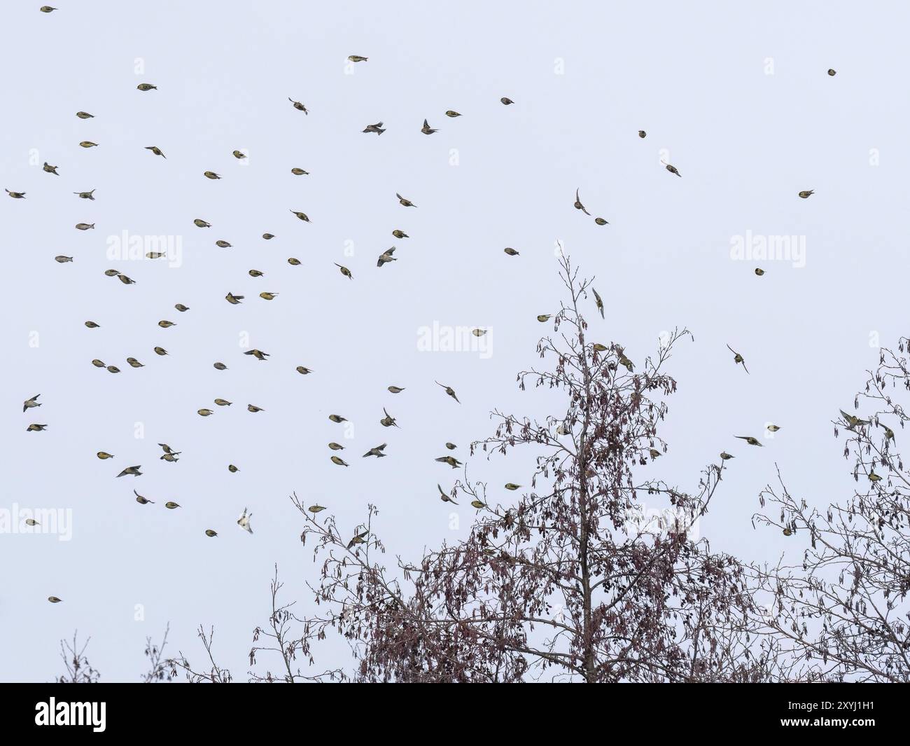 Oscines passeriformes siskins hi-res stock photography and images - Alamy
