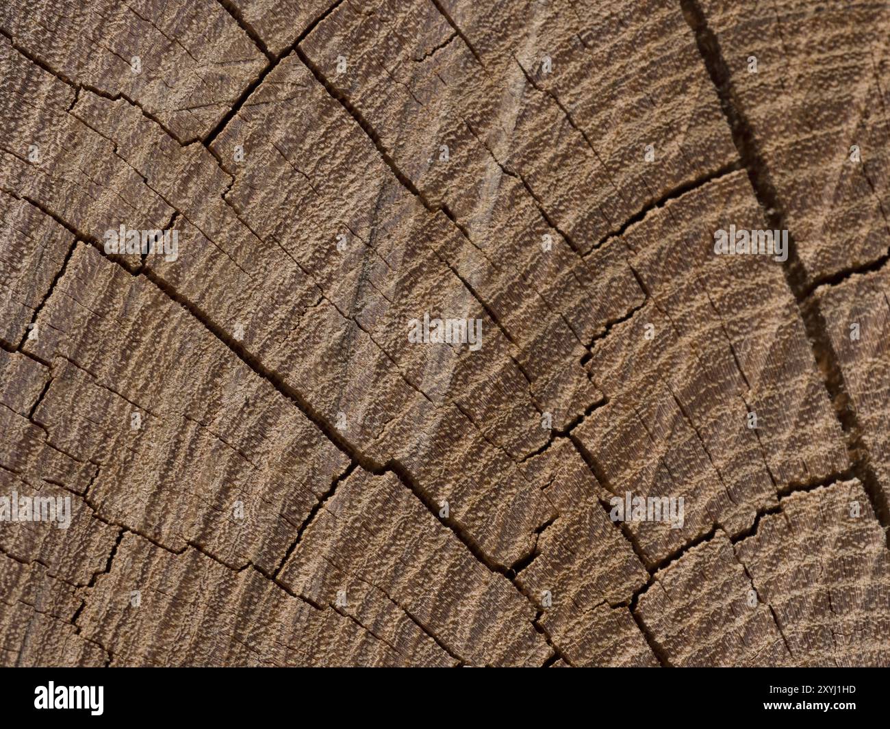 Dry cracks in robinia wood Stock Photo - Alamy