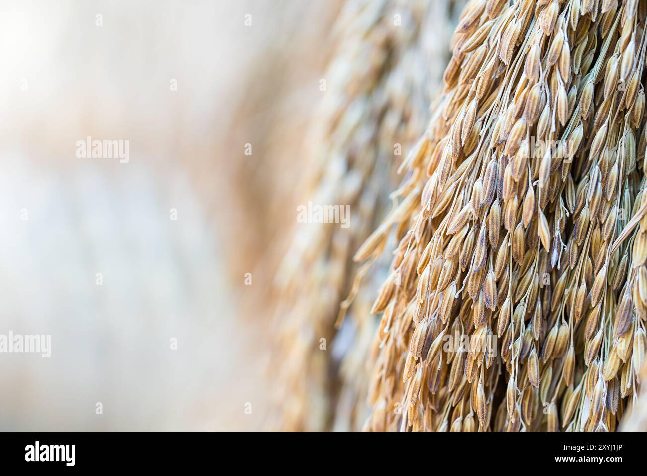 Dry paddy rice seeds mass product from Thailand,Ears of paddy rice ...