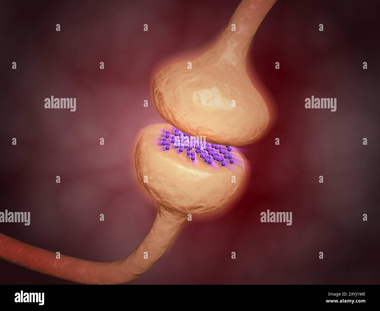 Close-up view of the synapse in the nervous system. A synapse is a ... Close-up view of the synapse in the nervous system. A synapse is a ...