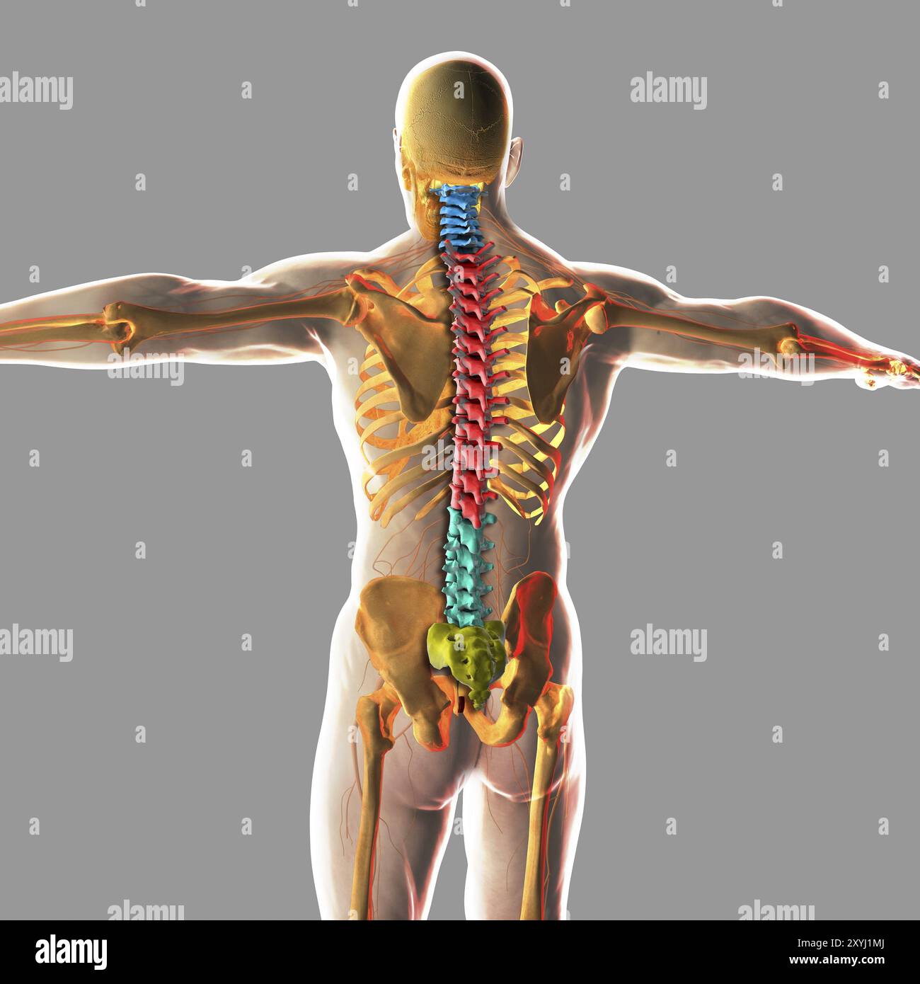 Human spinal cord Stock Photo - Alamy