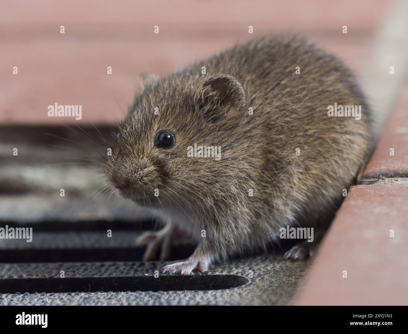 Inlet grate hi-res stock photography and images - Alamy