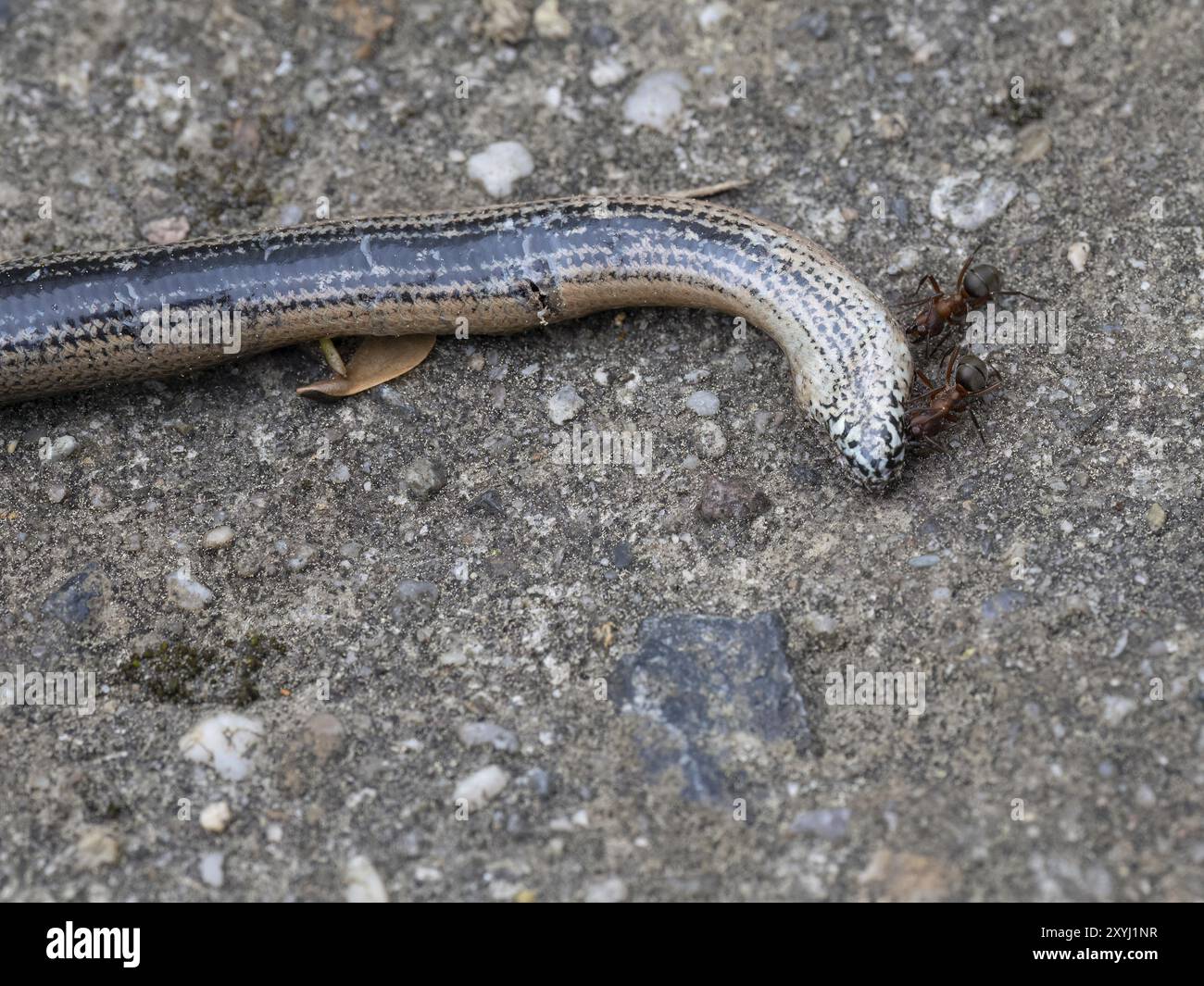 Two worms in red hi-res stock photography and images - Alamy