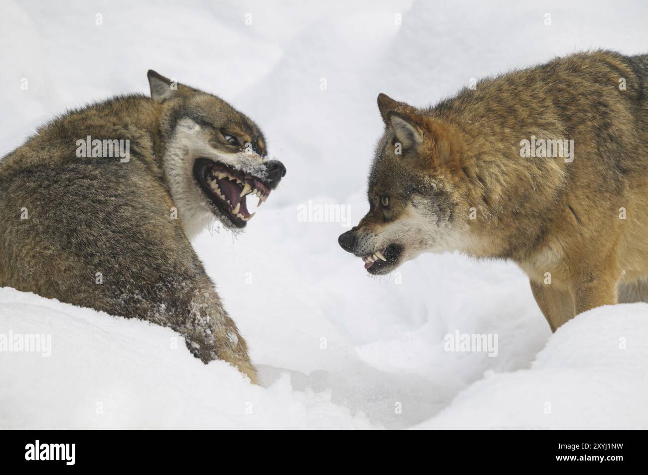 Two wolves restore the hierarchy Stock Photo - Alamy