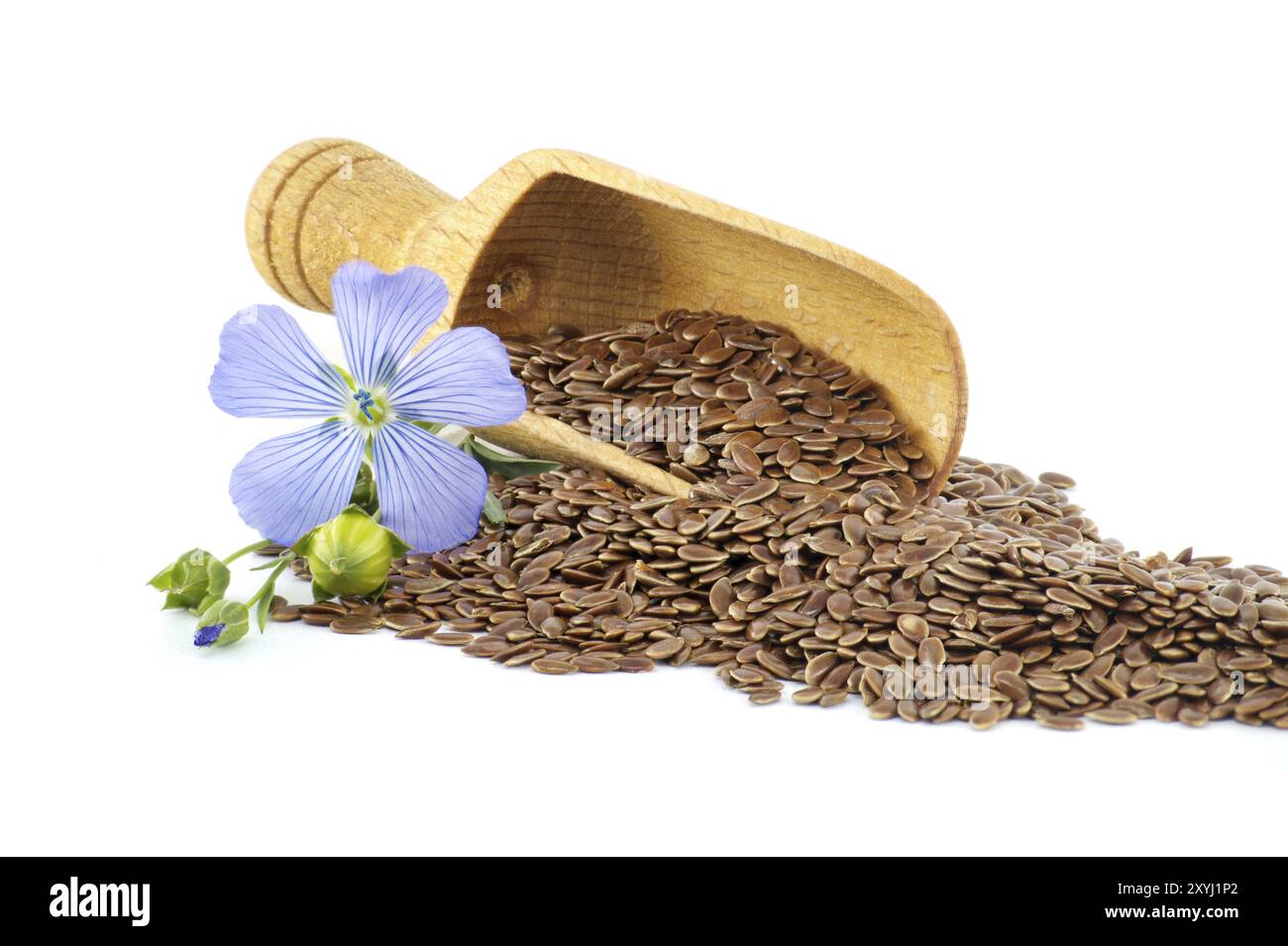 Vibrant blue common flax flower and seeds in close up isolated on white ...