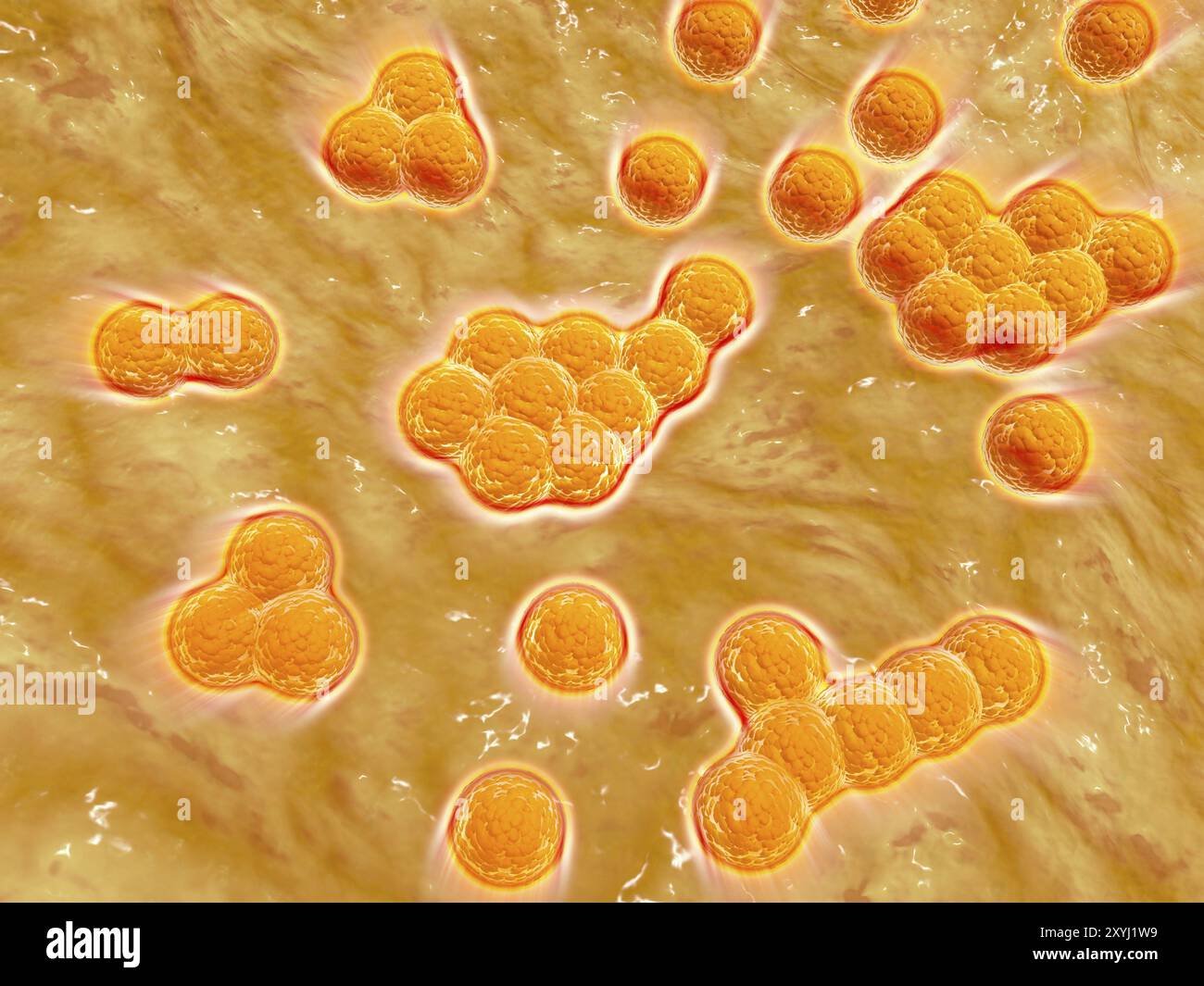 Staphylococcus aureus bacteria hi-res stock photography and images - Alamy