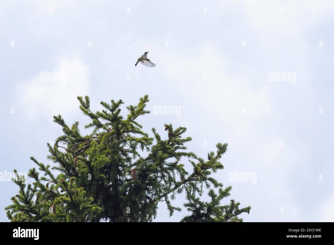 A female pied flycatcher hunts for insects from a spruce tree Stock ...