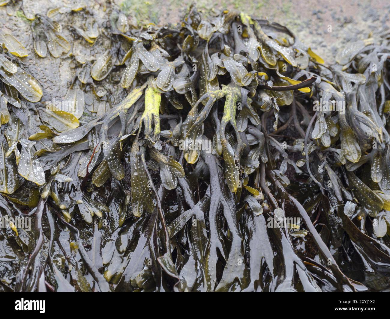 Phaeophyta hi-res stock photography and images - Alamy