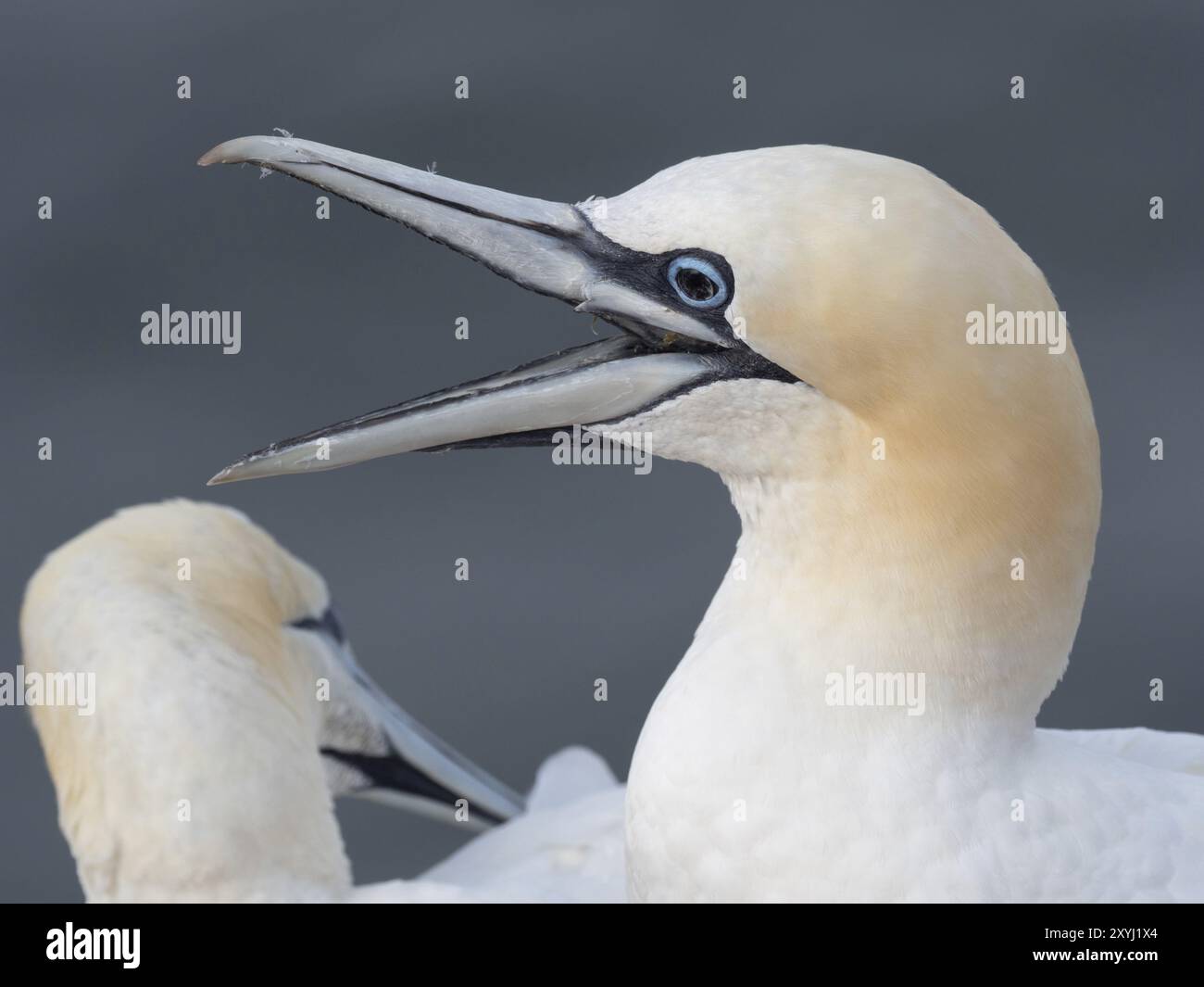 Infected bird hi-res stock photography and images - Alamy