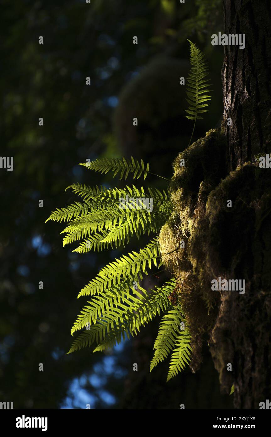 Luminous ferns on a tree trunk in the Hoh Rain Forest of Olympic ...