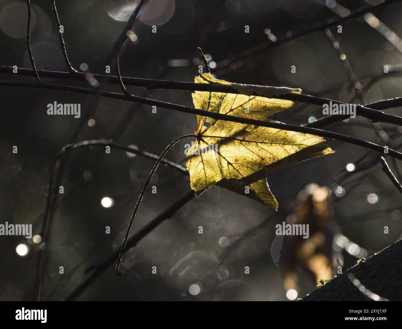 Branches in the backlight hi-res stock photography and images - Alamy