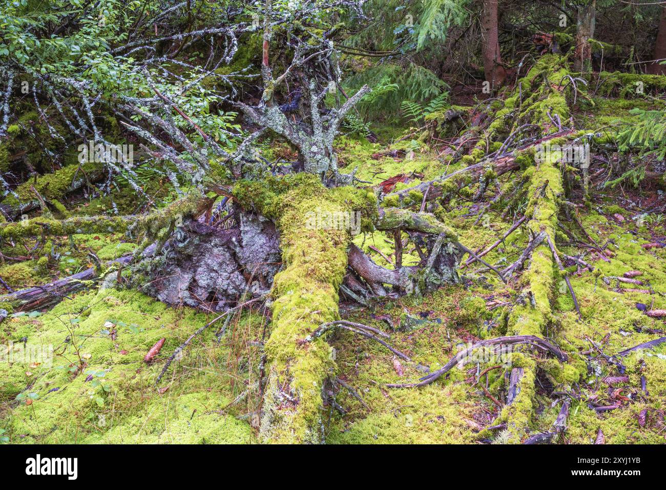 Moss covered fallen spruce trees in a natural forest Stock Photo - Alamy