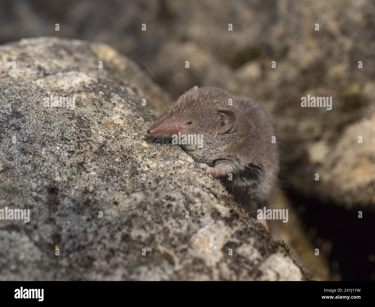 House shrews hi-res stock photography and images - Alamy
